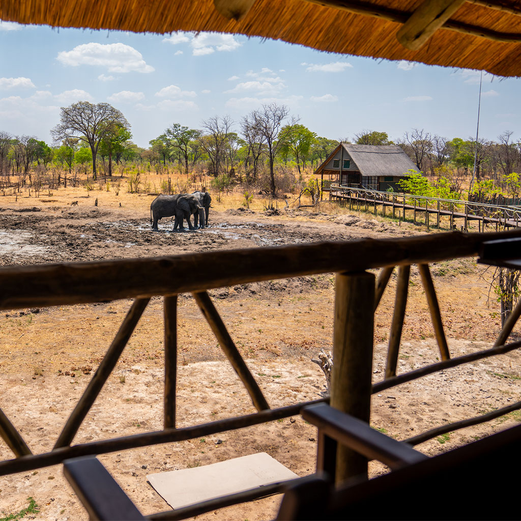 Gallery – Chobe Mopani Forest Lodge