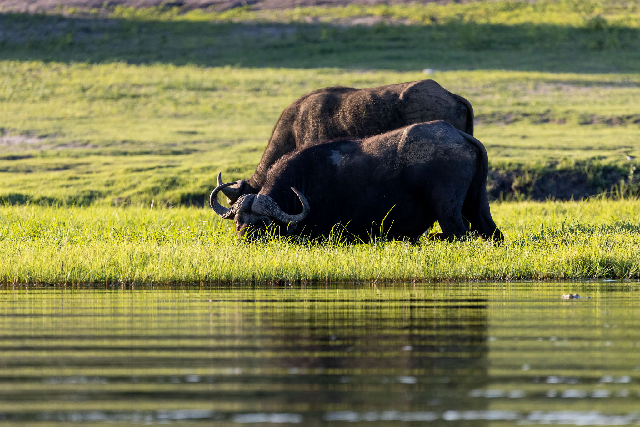 The Essential Guide to Chobe National Park - Chobe Mopani Forest Lodge