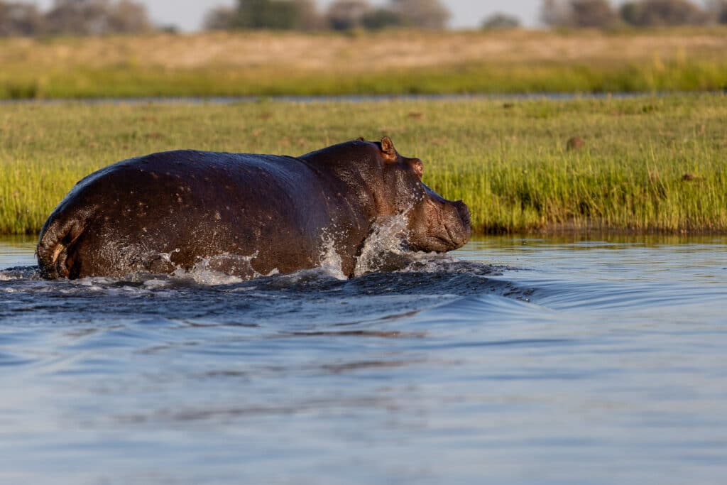 The Ultimate Guide to Kasane - Chobe Mopani Forest Lodge